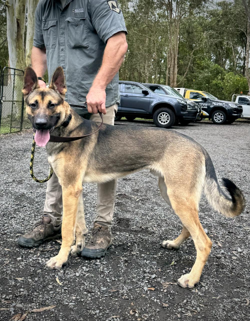 REX - Protection Dog | Alldogs Security