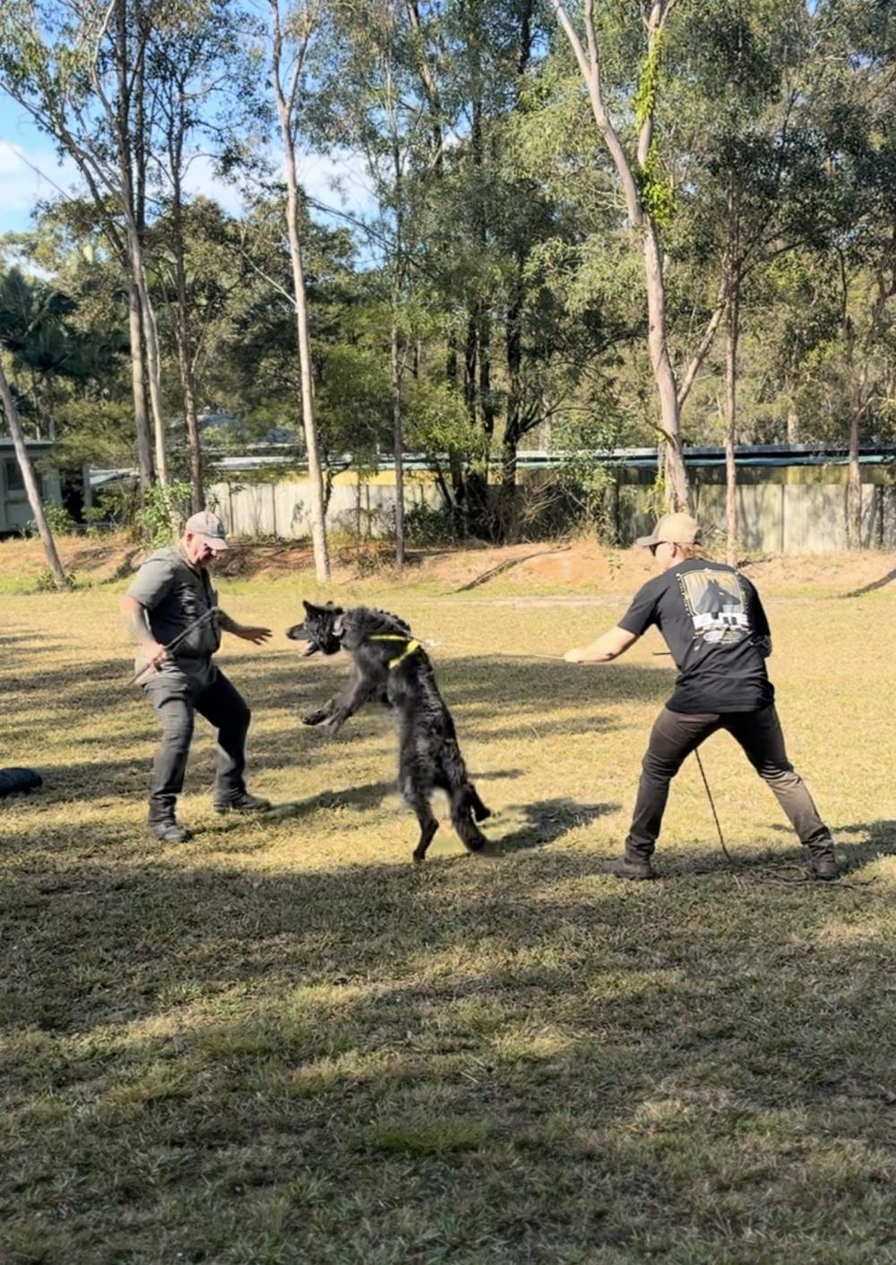 Rolex - Family Protection Pup | Alldogs Security