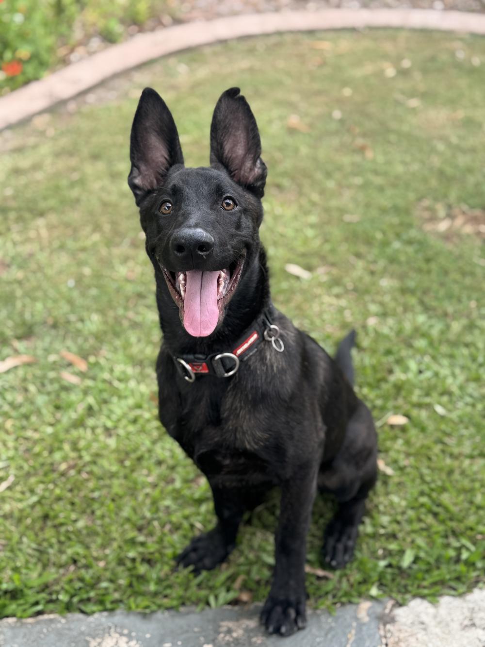 Kimbo - Elite Dutch Shepherd Puppy | Alldogs Security