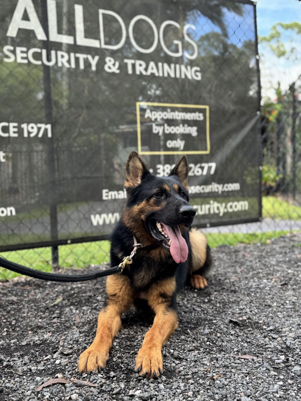 Maverick | Alldogs Security