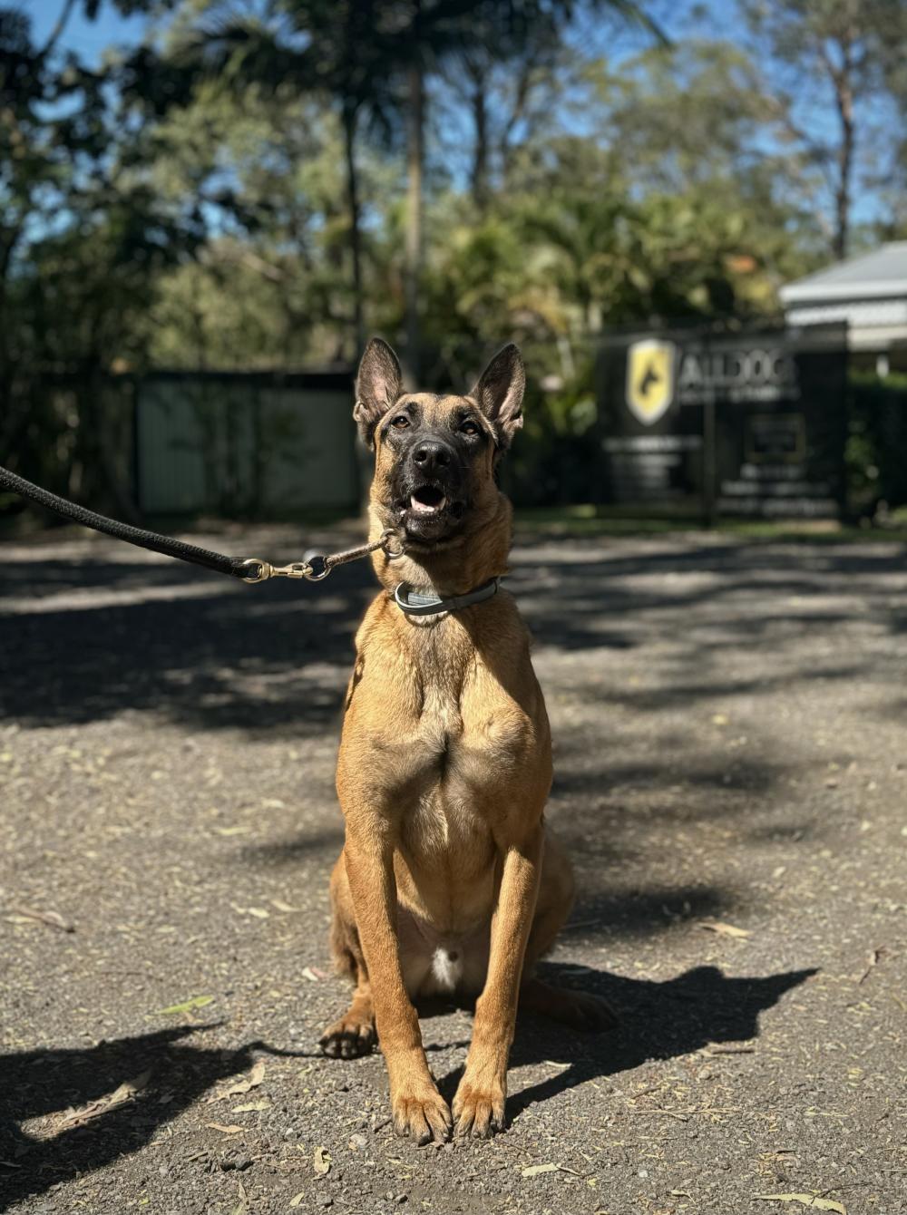 VIPER | Alldogs Security