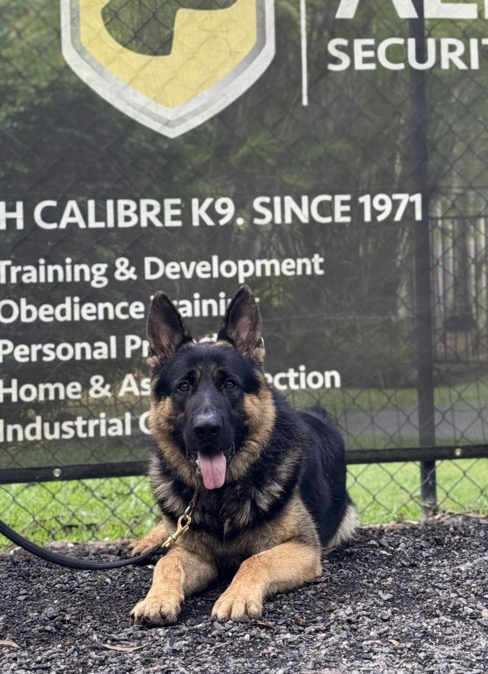 Mack | Alldogs Security