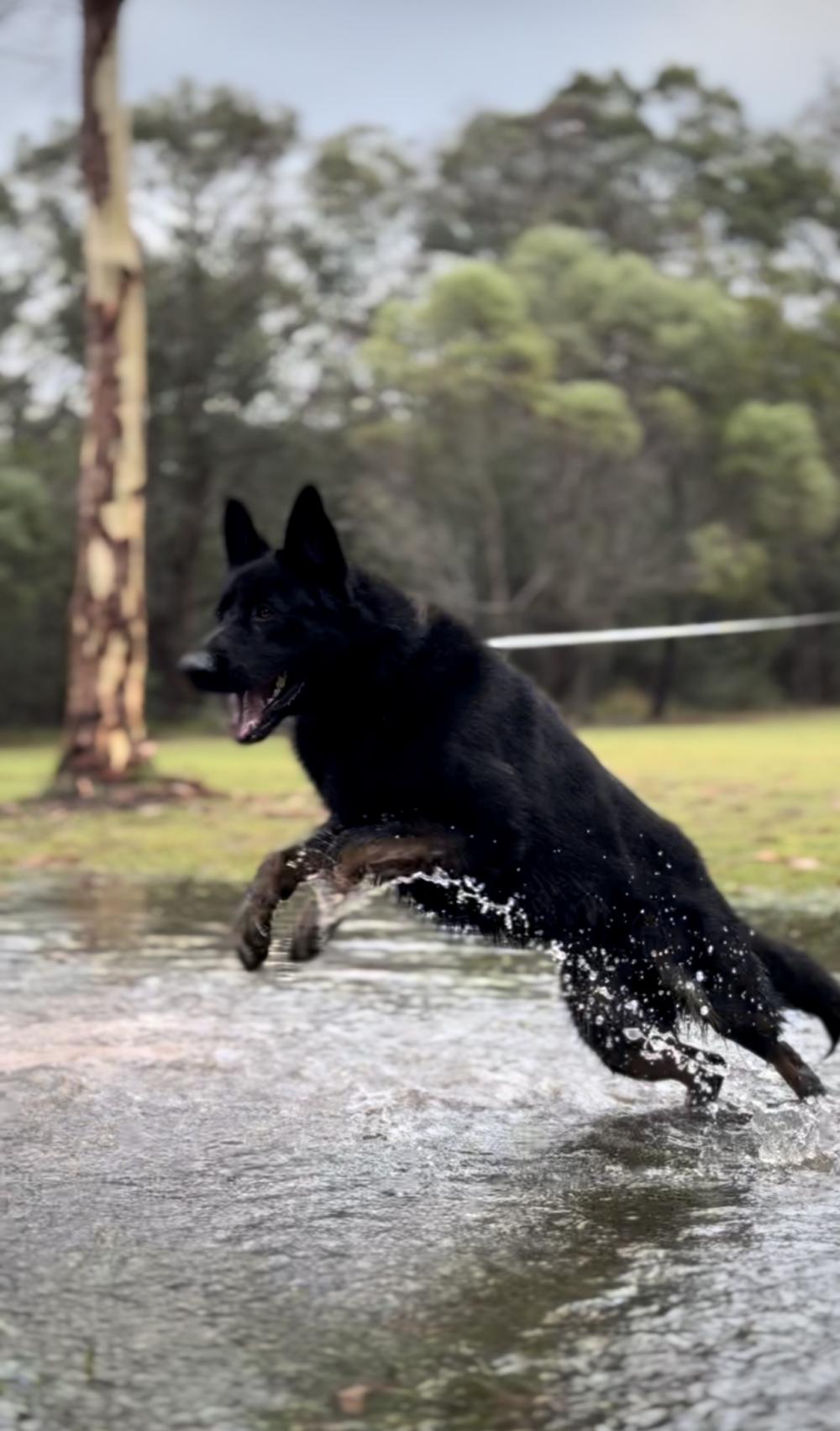 Blitz - Working Line GSD | Alldogs Security