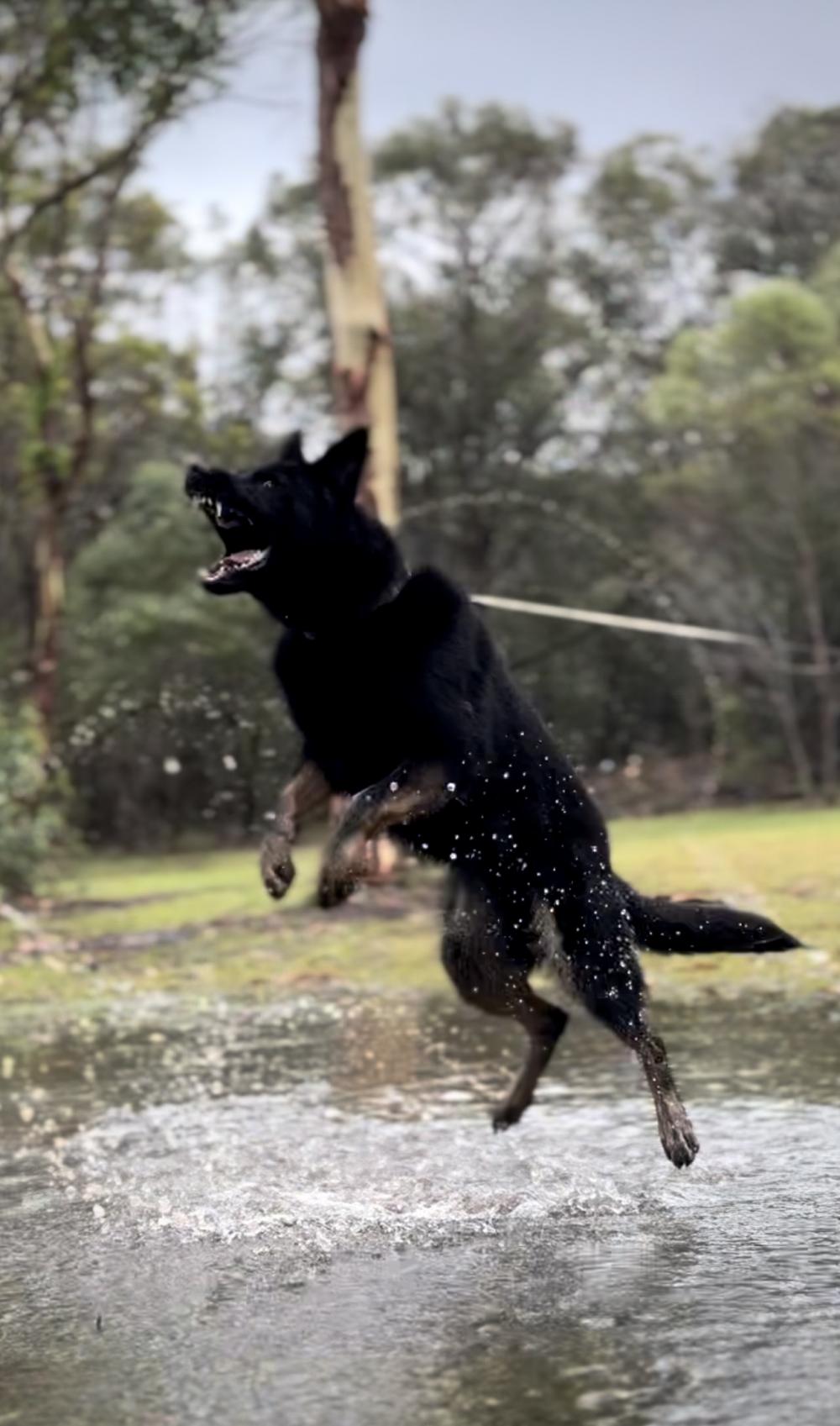 Blitz - Working Line GSD | Alldogs Security