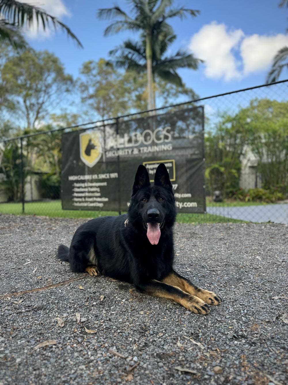 Blitz - Working Line GSD | Alldogs Security