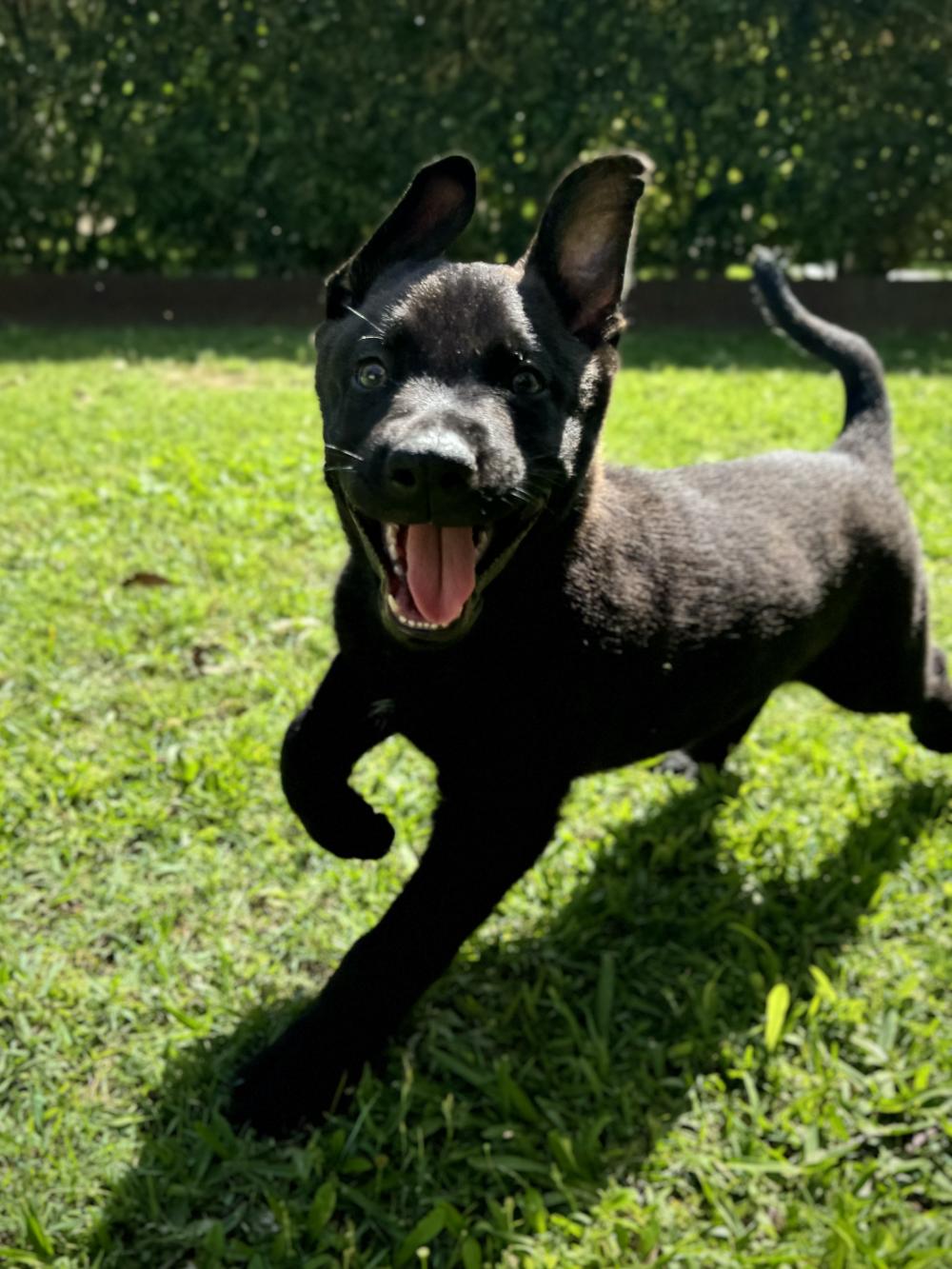 Kimbo - Elite Dutch Shepherd Puppy | Alldogs Security