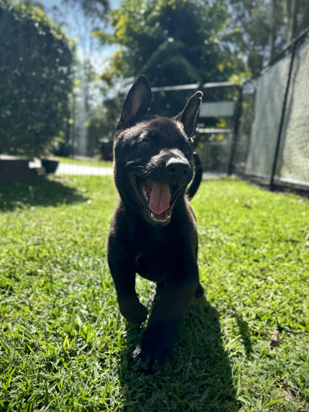 Kimbo - Elite Dutch Shepherd Puppy | Alldogs Security