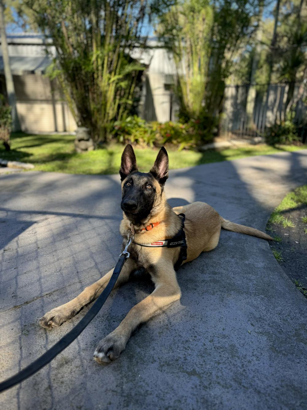 Clancy - Elite Protection Pup | Alldogs Security