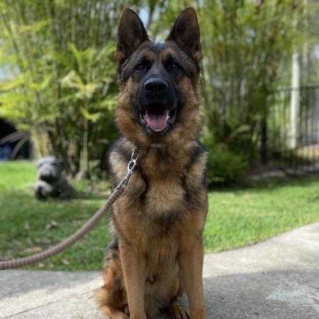 Personal Protection Dogs for Sale | Alldogs Security