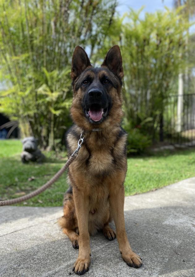 Colt | Alldogs Security